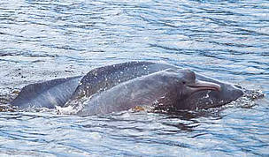 River Dolphins: Conservation ambassadors of the Amazon | WWF