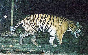 WWF photographs three-legged Sumatran tiger | WWF