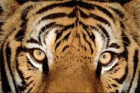 High fashion Tibet-style: Stopping the illegal tiger skin trade in Asia ...