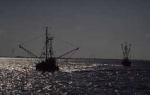 WWF welcomes Hong Kong trawl ban | WWF