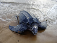 Leatherback Turtle Video | WWF