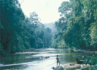 WWF welcomes decision to ban logging in Malaysia's Ulu Muda forests | WWF