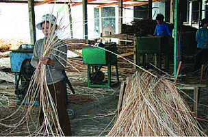 Rattan Revival | WWF