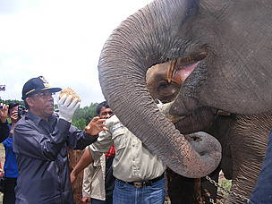 Elephant flying squad celebrates new members | WWF