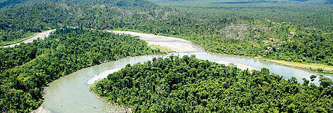 The Area: Forests of New Guinea | WWF
