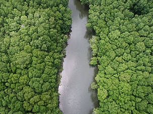 Carbon Fund activated with Costa Rica in “pipeline” for $63m | WWF