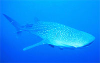 Overfishing in the Philippines threatens whale sharks and local ...