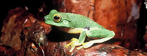 New Guinea amphibians | WWF