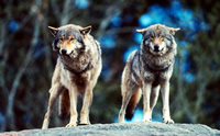 Switzerland and the wolf | WWF