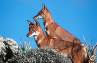 Rabies ravages the critically endangered Ethiopian wolf | WWF