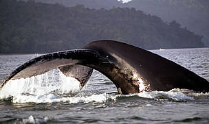 Factsheet: Cetaceans | WWF