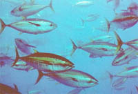 WWF promotes sustainable tuna to save dolphins | WWF