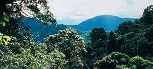 WWF Forest Certification Assessment Tool (CAT) | WWF