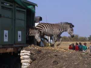 Wildlife translocation helps rehabilitation of Zambia's Kafue wetlands ...